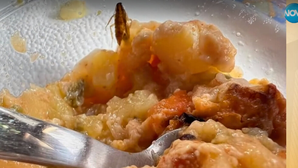 Затвориха детска кухня в Монтана заради случая с хлебарка в храната Общество България